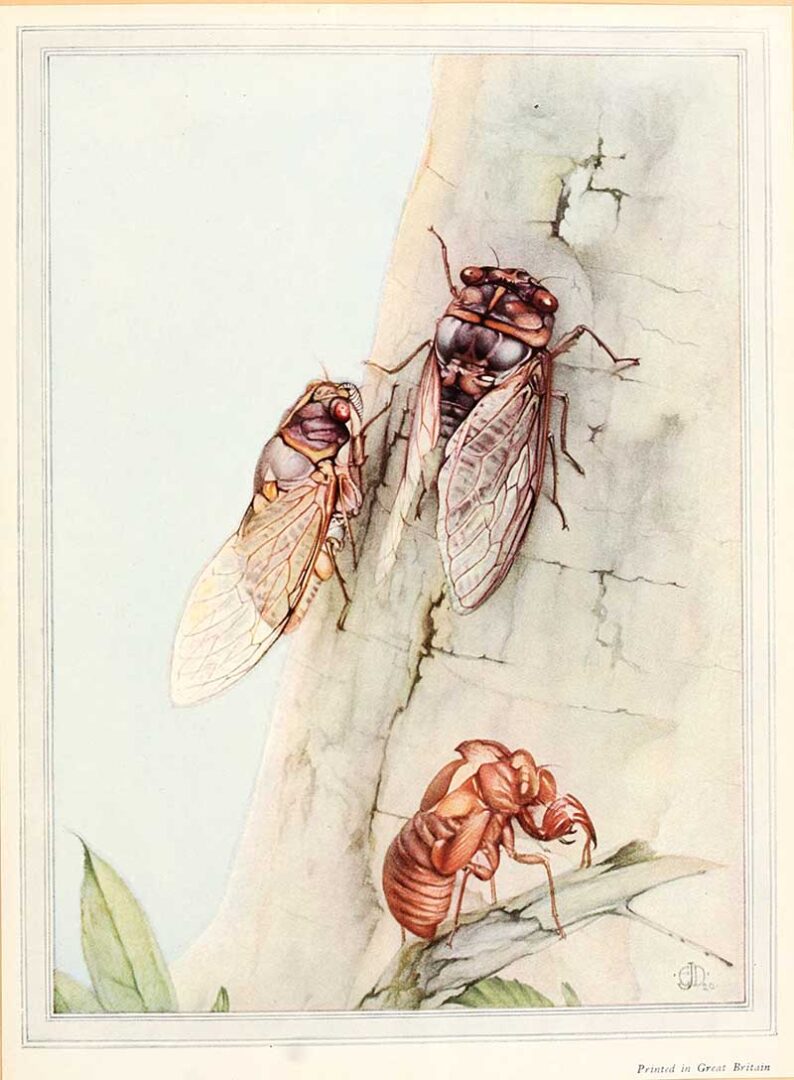 Free Insect Art From Fabre’s Book of Insects! - Picture Box Blue