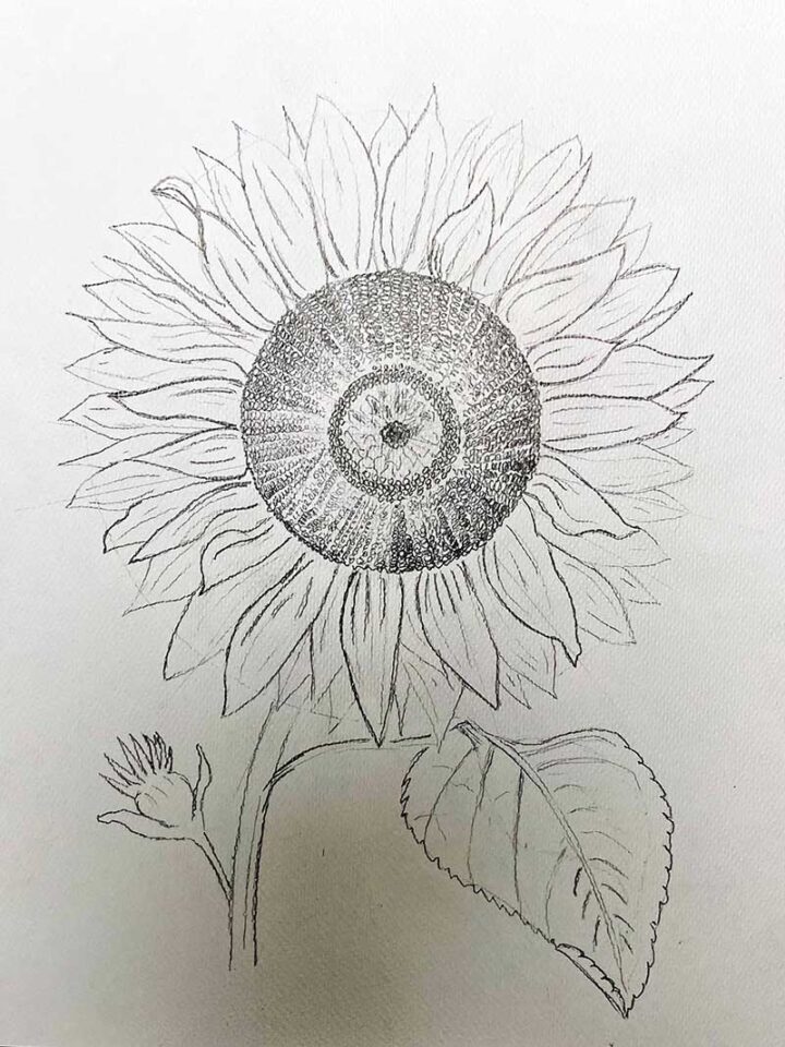 Easy Step-by-Step Guide to Drawing a Beautiful Sunflower - Picture Box Blue