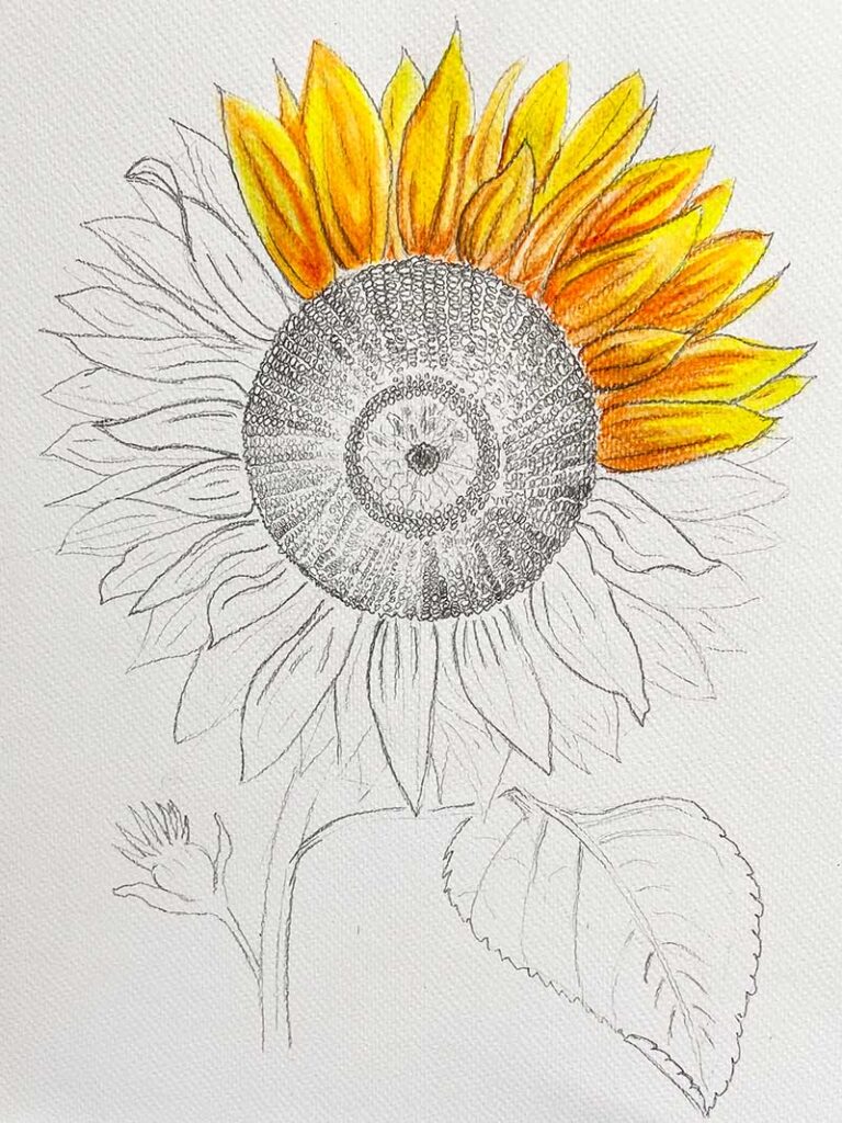 Easy Step-by-Step Guide to Drawing a Beautiful Sunflower - Picture Box Blue