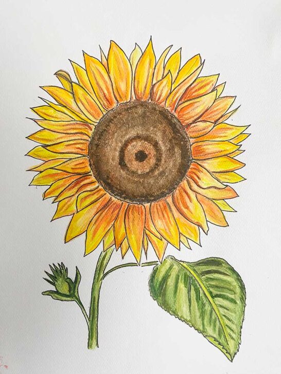 Easy Step-by-Step Guide to Drawing a Beautiful Sunflower - Picture Box Blue