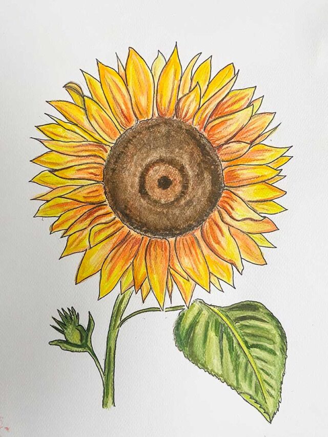 Easy Step-by-Step Guide to Drawing a Beautiful Sunflower - Picture Box Blue