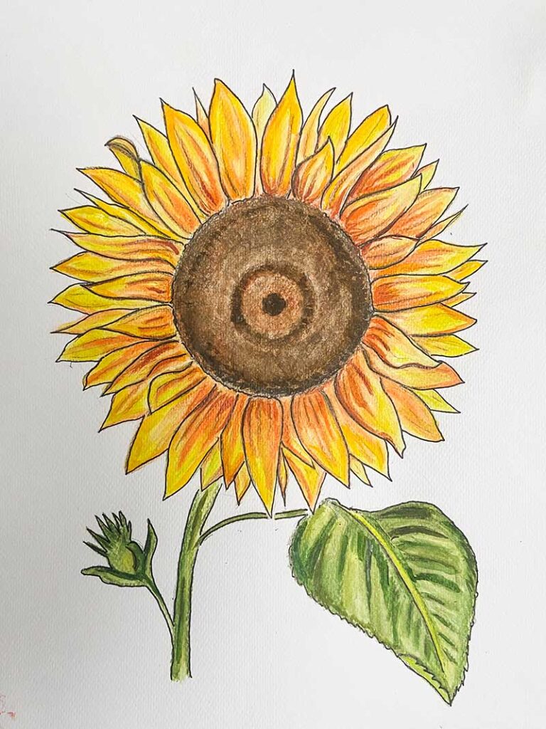 Easy Step-by-Step Guide to Drawing a Beautiful Sunflower - Picture Box Blue