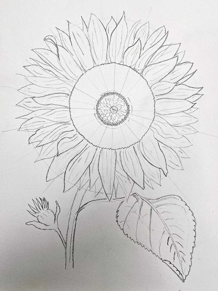 Easy Step-by-Step Guide to Drawing a Beautiful Sunflower - Picture Box Blue