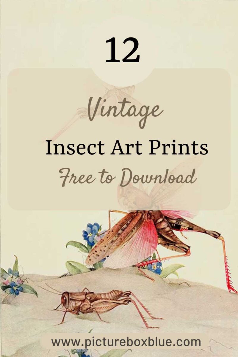 Free Insect Art From Fabre’s Book of Insects! - Picture Box Blue
