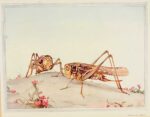 Free Insect Art From Fabre’s Book of Insects! - Picture Box Blue