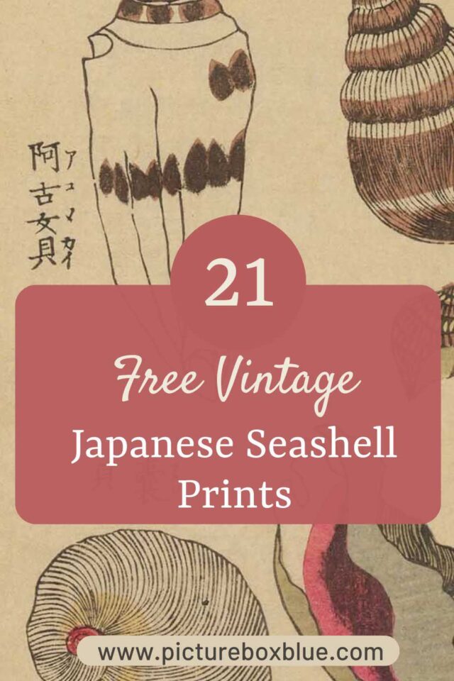 Japanese Seashell Prints: Dive into the Beauty of Marine Art - Picture ...