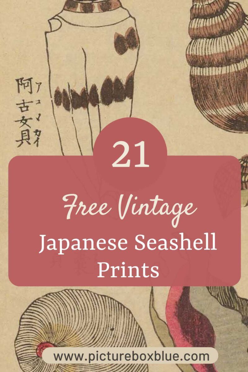 Japanese Seashell Prints: Dive into the Beauty of Marine Art - Picture ...