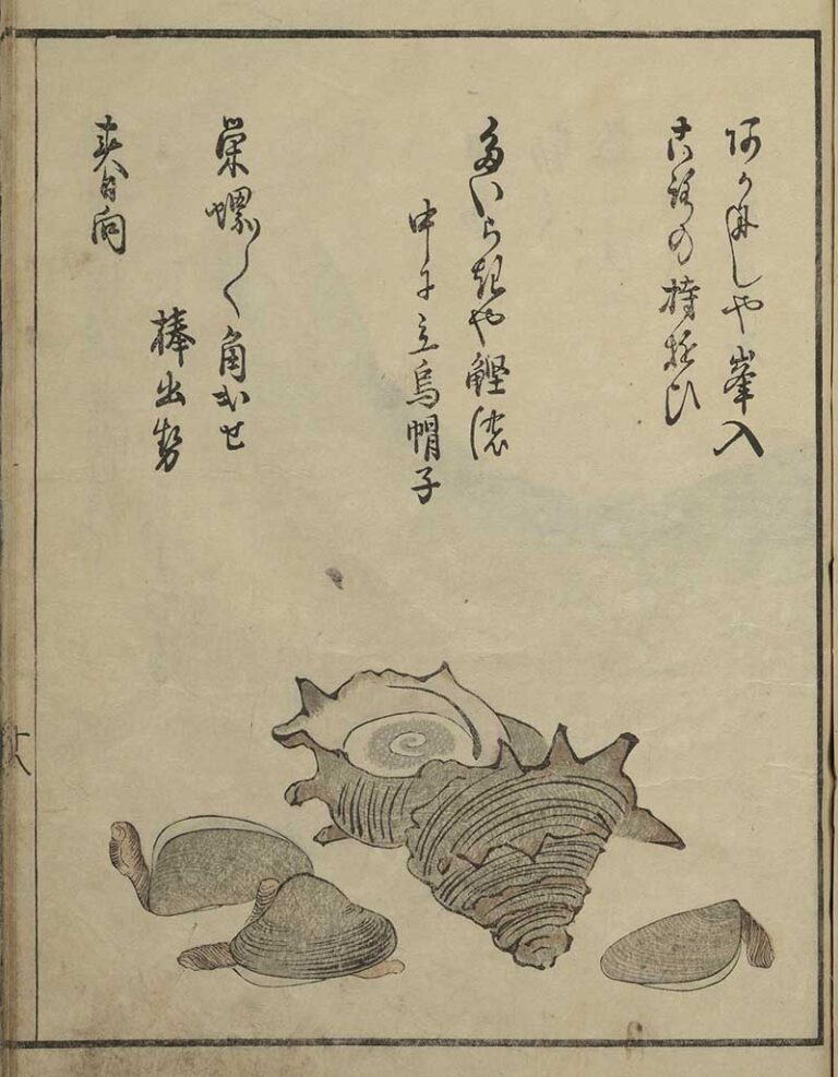 Japanese Seashell Prints: Dive into the Beauty of Marine Art - Picture ...