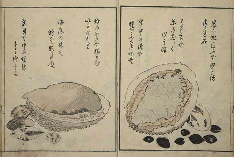Japanese Seashell Prints: Dive into the Beauty of Marine Art - Picture ...