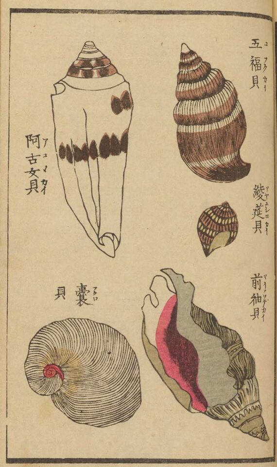 Japanese Seashell Prints: Dive into the Beauty of Marine Art - Picture ...