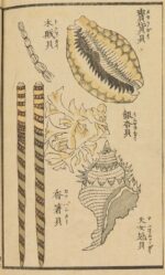 Japanese Seashell Prints: Dive into the Beauty of Marine Art - Picture ...