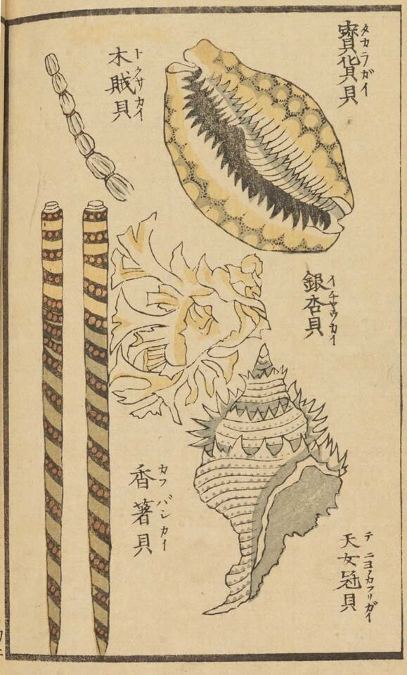 Japanese Seashell Prints: Dive into the Beauty of Marine Art - Picture ...