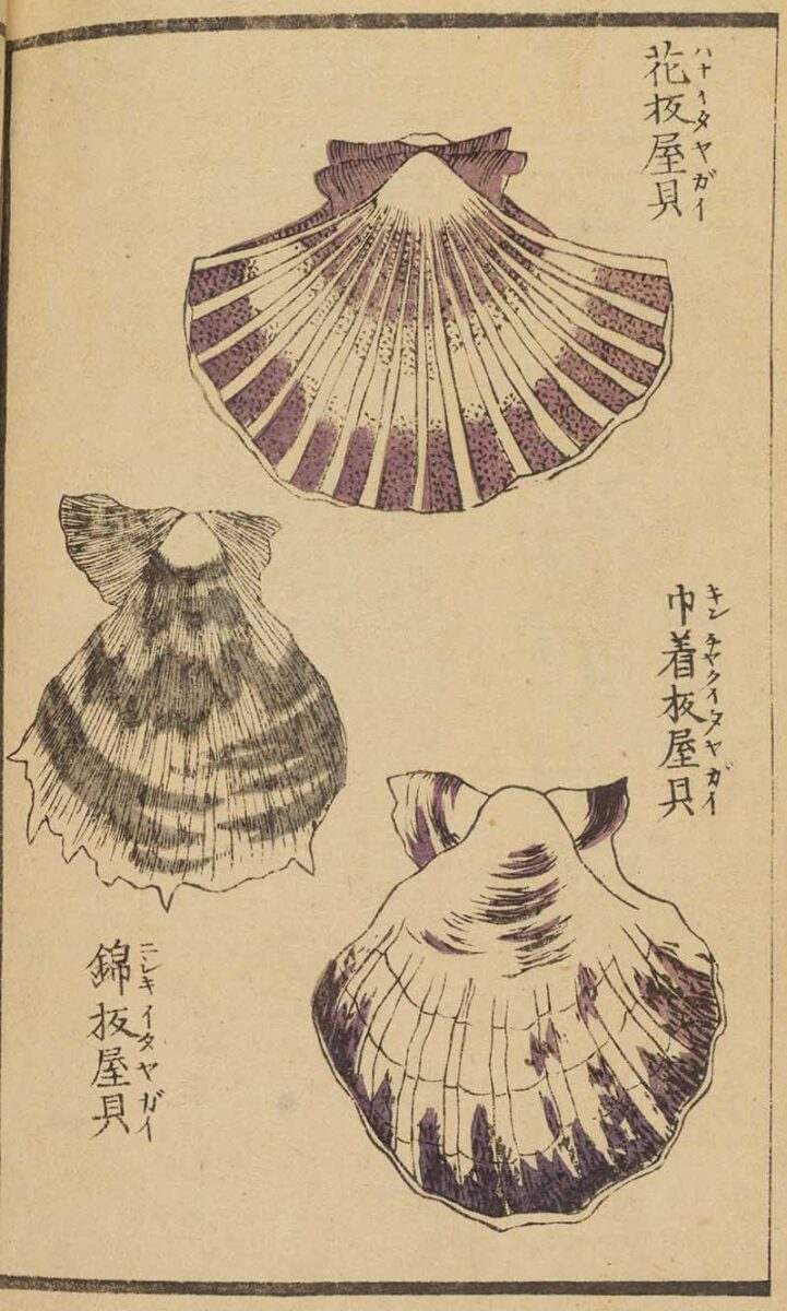 Japanese Seashell Prints: Dive into the Beauty of Marine Art - Picture ...