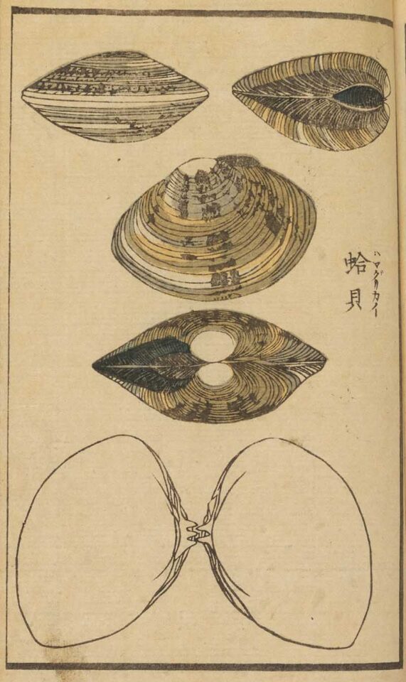 Japanese Seashell Prints: Dive into the Beauty of Marine Art - Picture ...