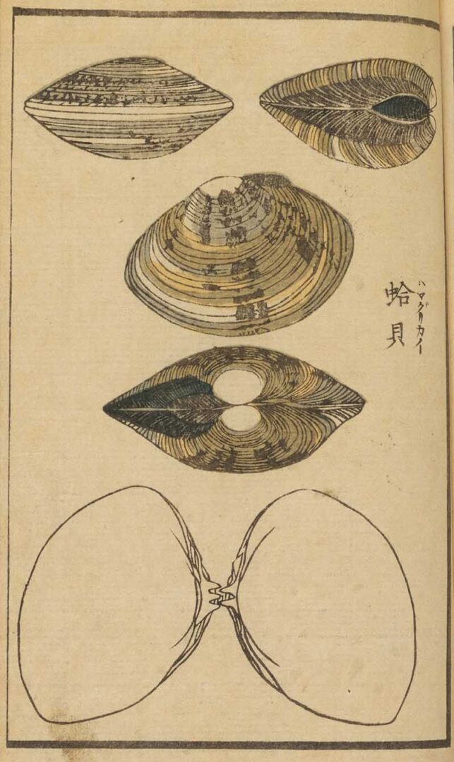 Japanese Seashell Prints: Dive into the Beauty of Marine Art - Picture ...