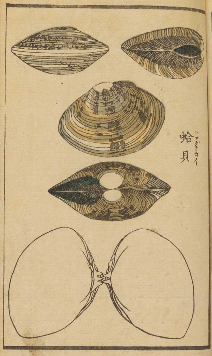 Japanese Seashell Prints: Dive into the Beauty of Marine Art - Picture ...
