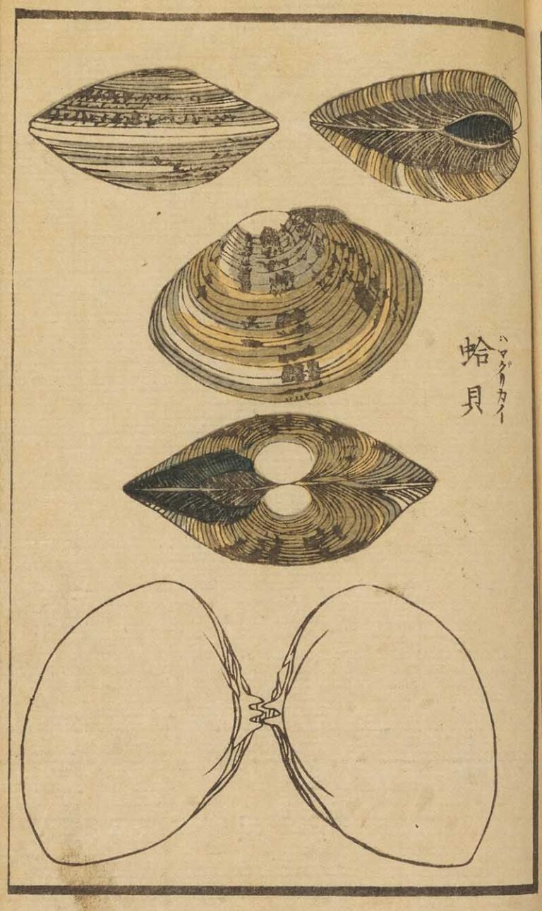 Japanese Seashell Prints: Dive into the Beauty of Marine Art - Picture ...