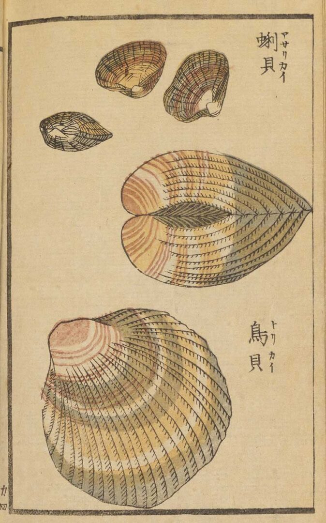 Japanese Seashell Prints: Dive into the Beauty of Marine Art - Picture ...