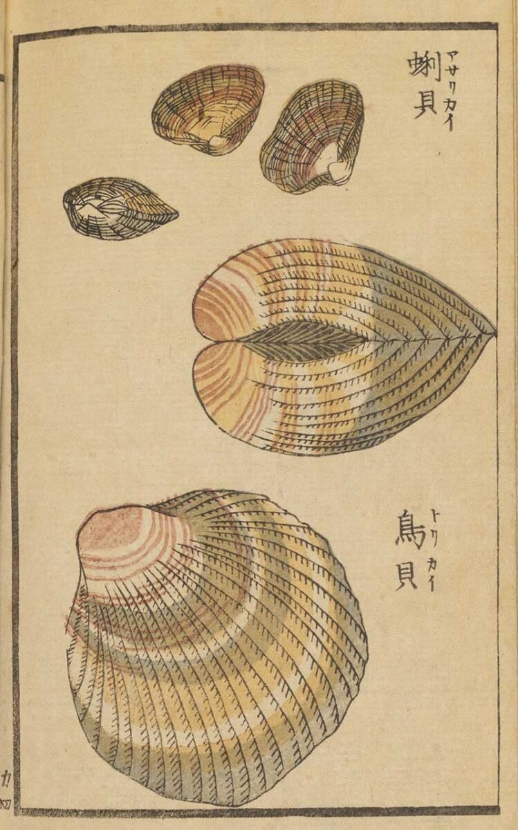 Japanese Seashell Prints: Dive into the Beauty of Marine Art - Picture ...