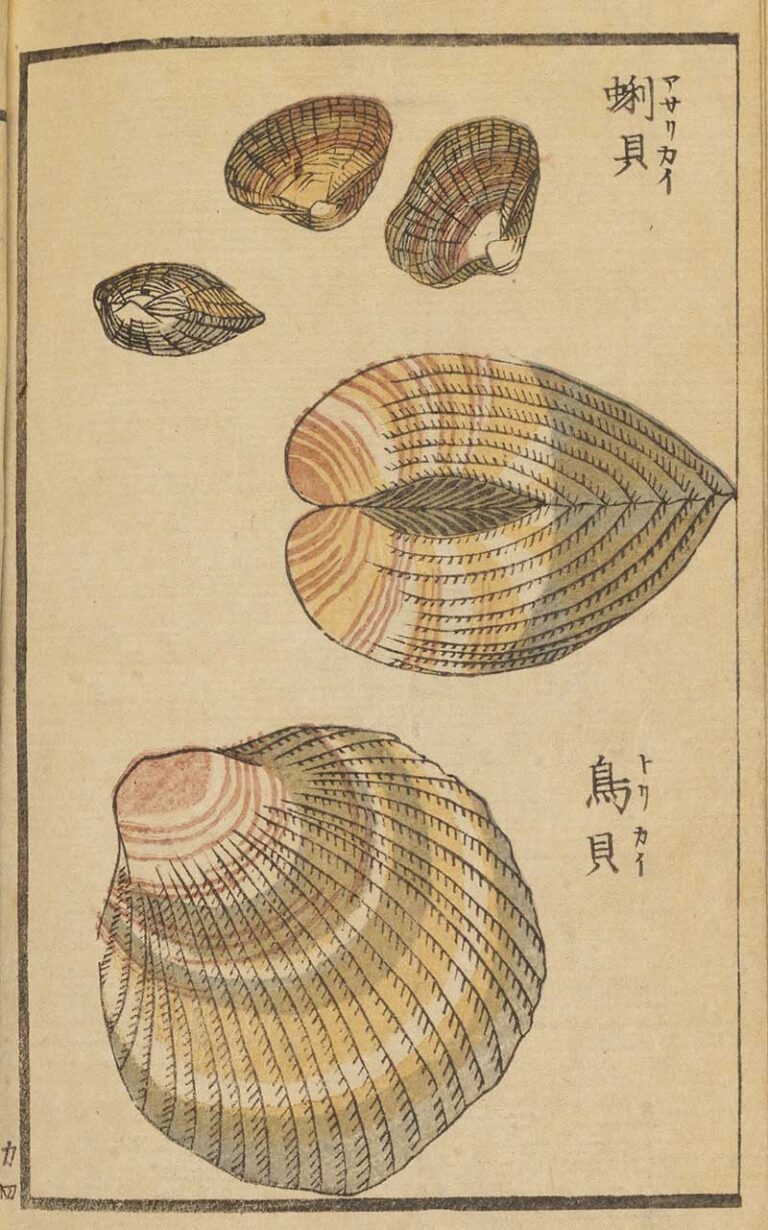 Japanese Seashell Prints: Dive into the Beauty of Marine Art - Picture ...