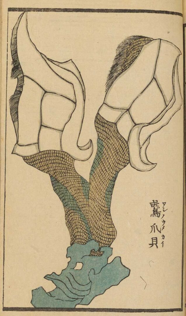 Japanese Seashell Prints: Dive into the Beauty of Marine Art - Picture ...