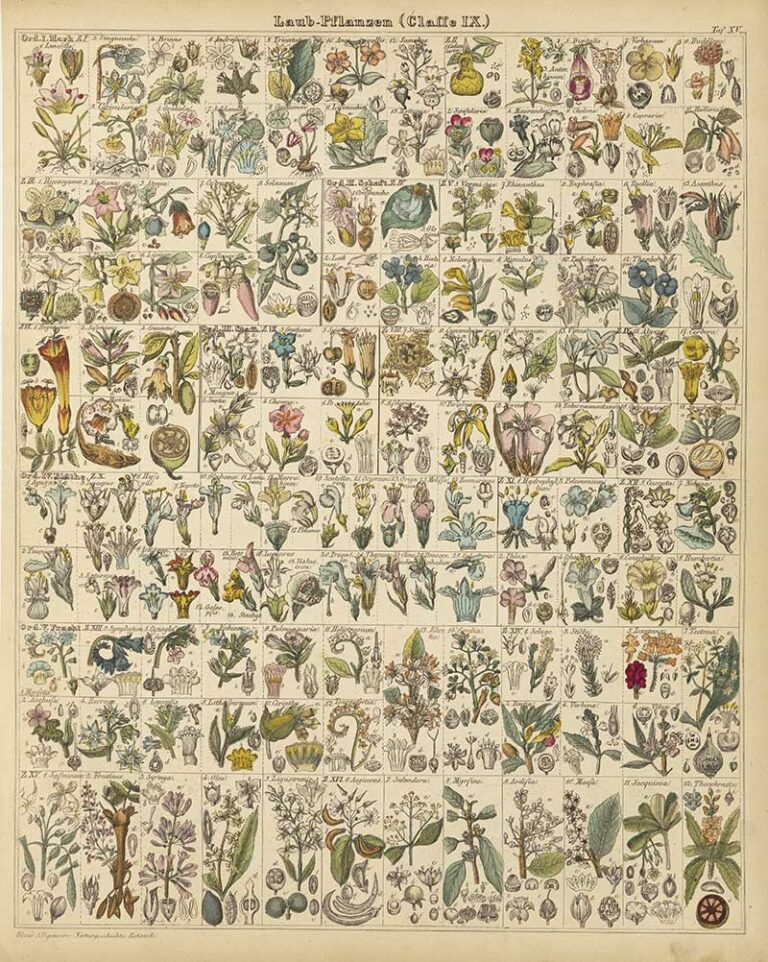 Stunning Vintage Botanical Prints from Oken’s Natural History - Picture ...