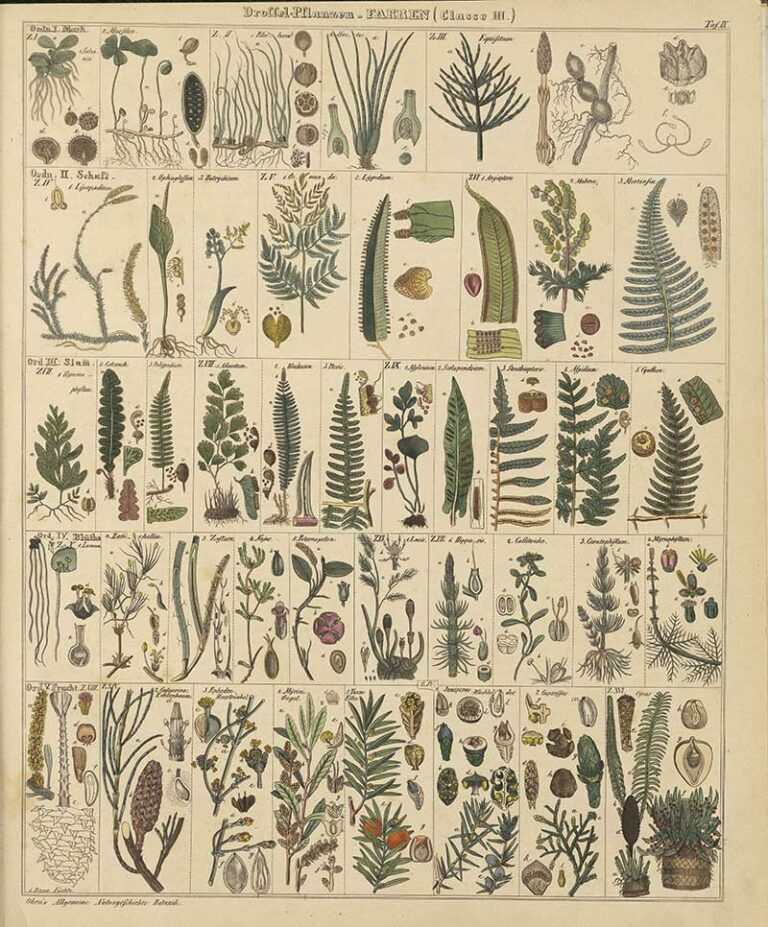 Stunning Vintage Botanical Prints from Oken’s Natural History - Picture ...
