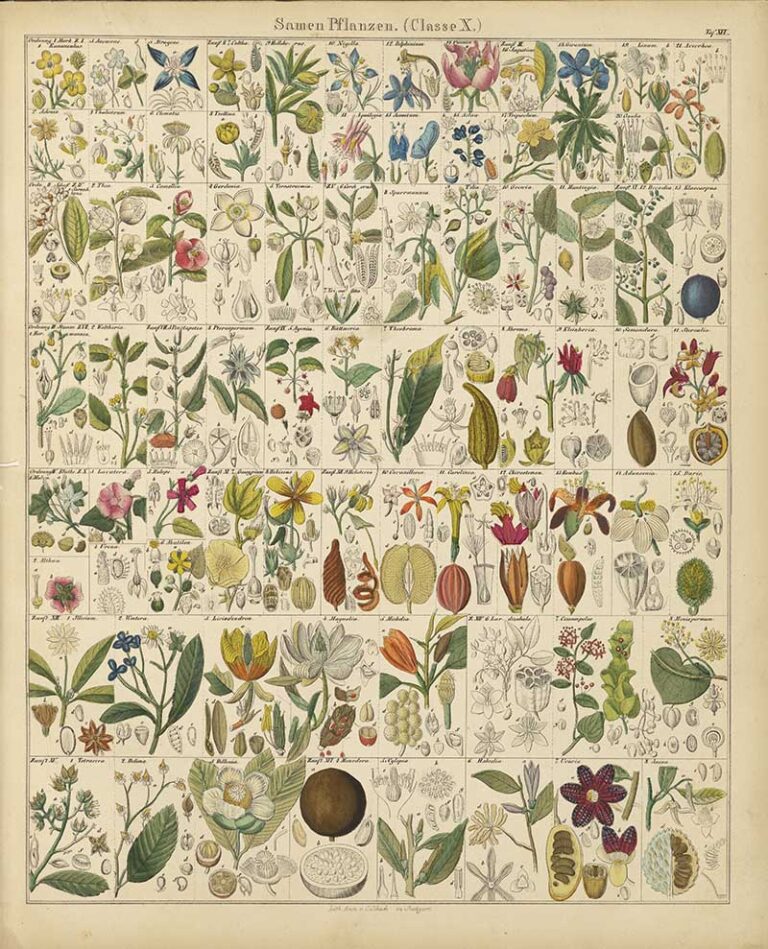 Stunning Vintage Botanical Prints from Oken’s Natural History - Picture ...