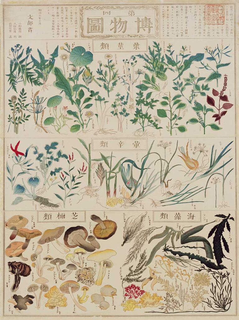 Japanese Nature Charts from the Meiji Era – Plants & Animals - Picture ...